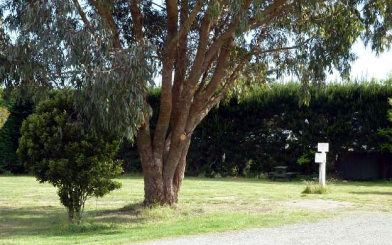 Amberley Beach Domain | Freedom/Basic Camp | New Zealand